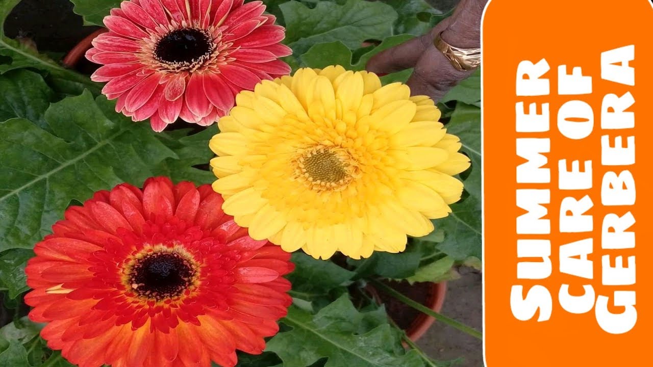 How to care Gerbera flower plant's in Summer, By Garden Gyan - YouTube