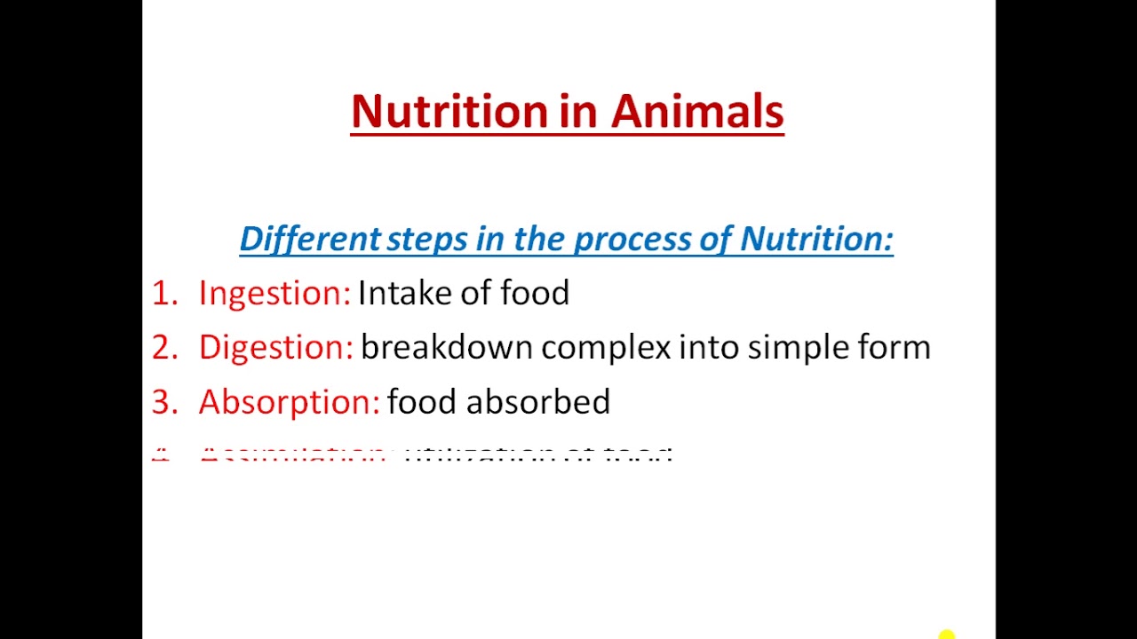 Ch-Nutrition in Animals(Episode 1)Steps of Nutrition#SCIENCE# by Ms ...