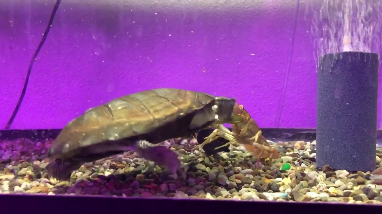Turtle An Crawfish Fight!! - YouTube