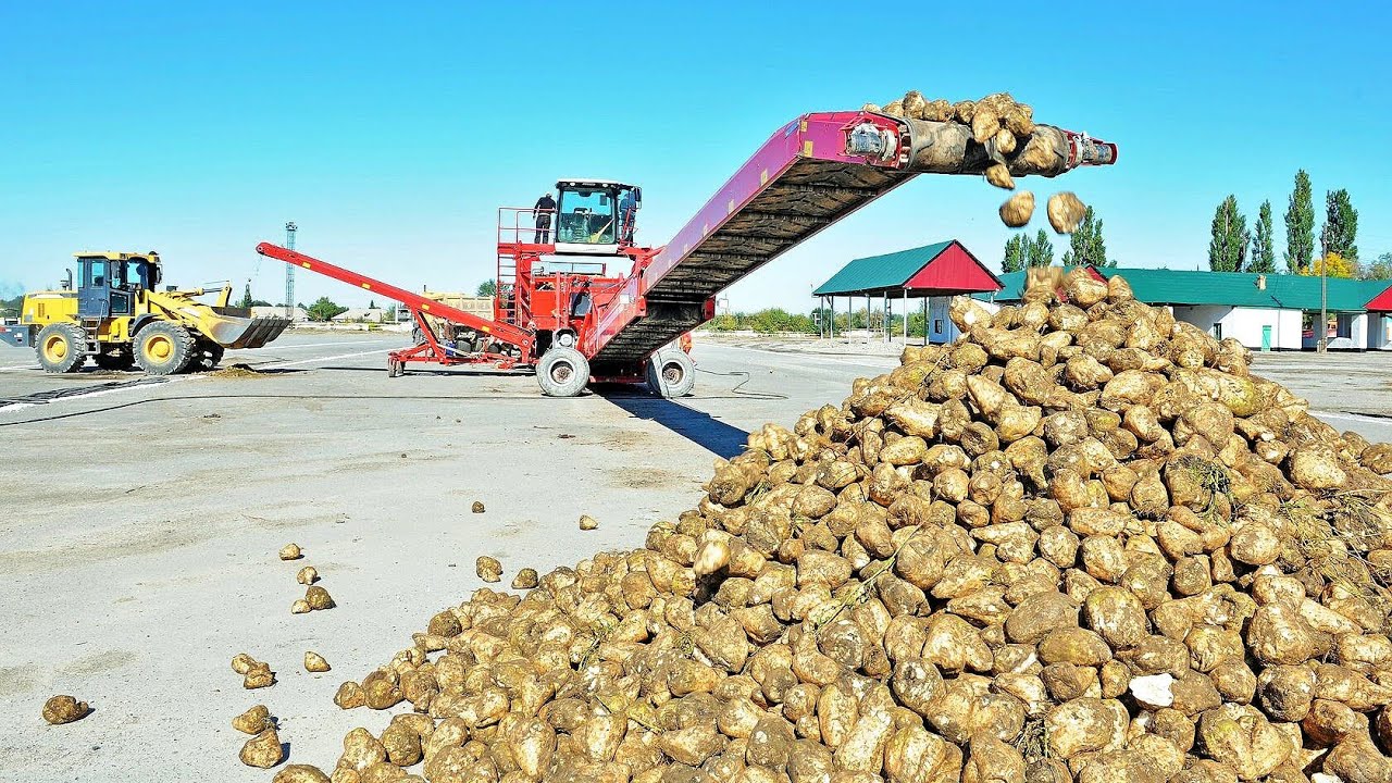 How SUGAR Is MADE From Sugar Beets // Inside a Sugar Factory - YouTube