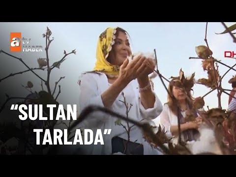 Türkan Şoray pamuk hasadında - atv Ana Haber 29 Eylül 2022