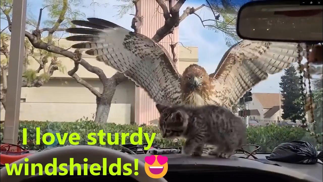 Rango: The Hawk Scene, But In Real Life🙀 - YouTube