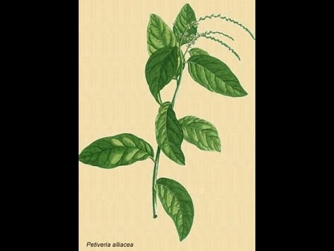 nuestro Insolito Universo "Planta mapurite ayuda a combatir el cancer ...