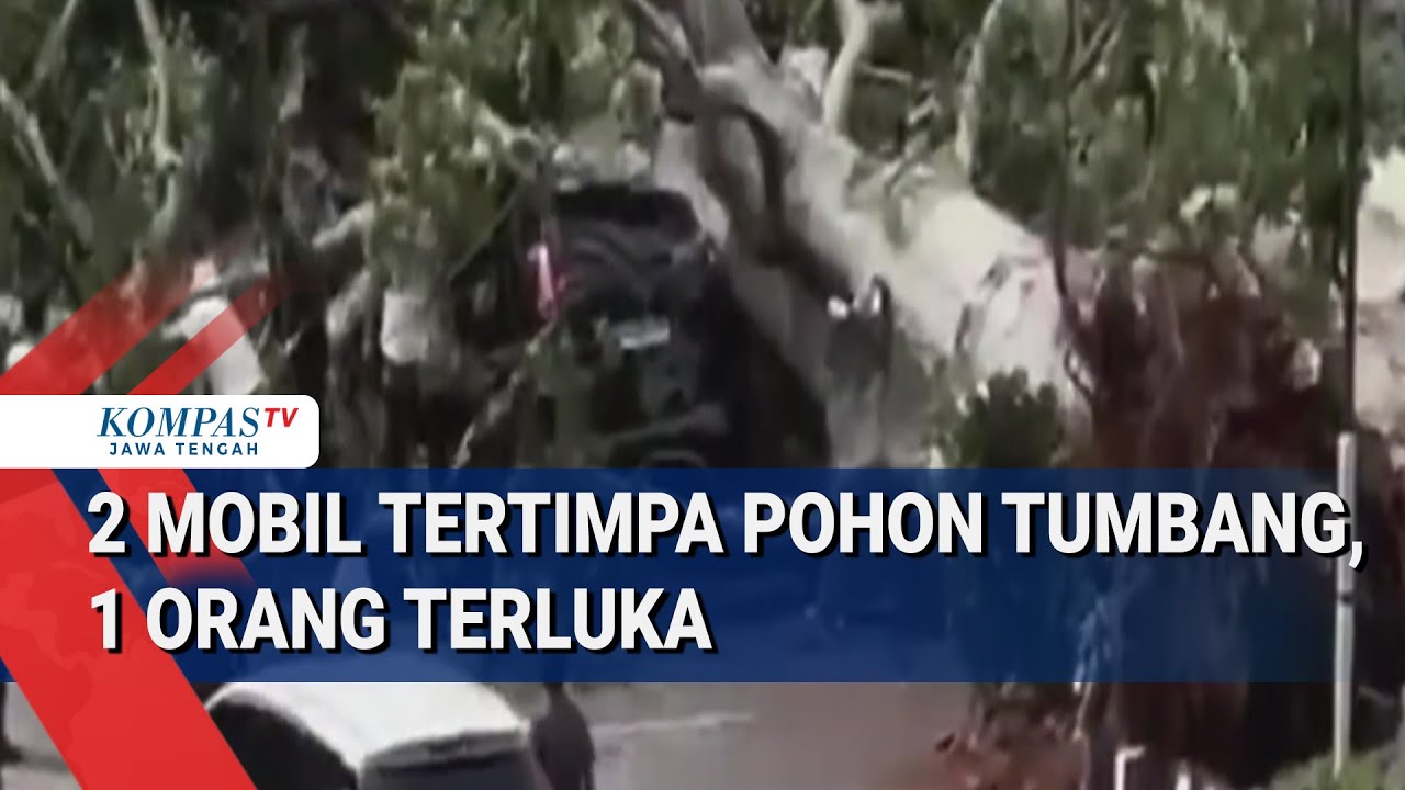 2 Mobil Tertimpa Pohon Tumbang, 1 Orang Terluka - YouTube