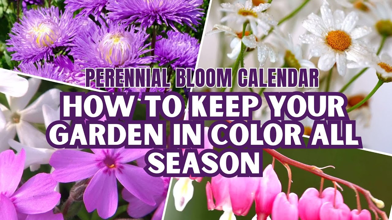 All-Season Perennial Bloom Calendar: Keep Your Garden in Color from ...