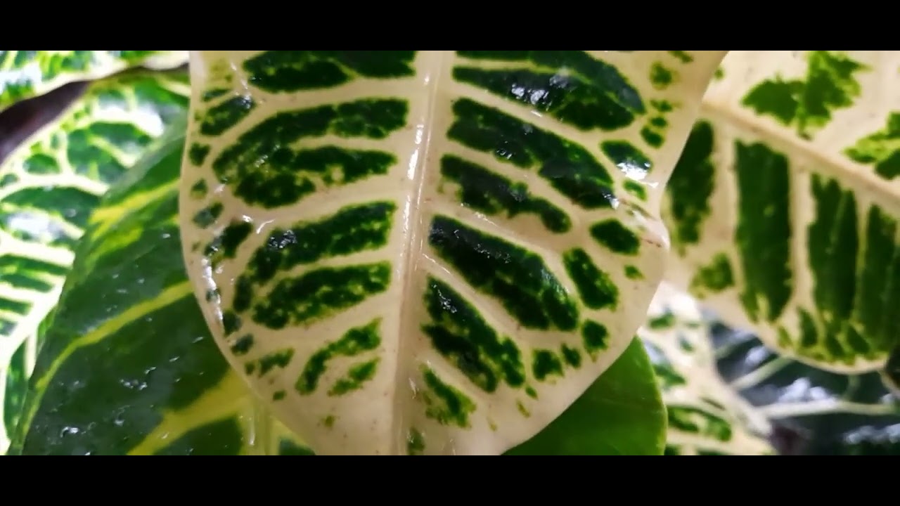 VISITING MY FRANCISCO PLANTS this rainy days.. - YouTube