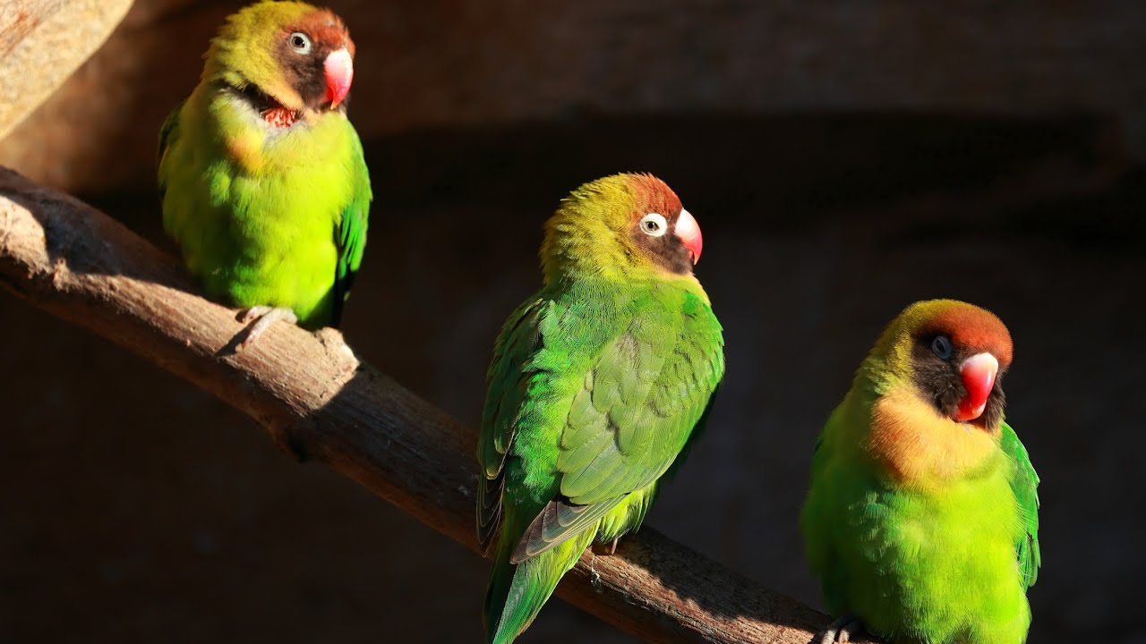 ULTIMATE birds EP2 Collection in 4K ULTRA HD/4K TV - YouTube