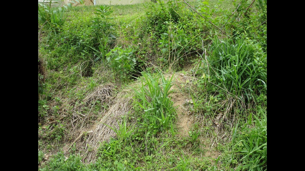 Animal paths - YouTube