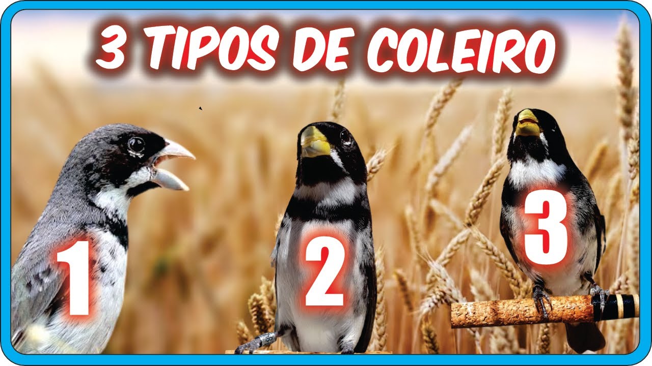 3 TIPOS DE COLEIRO - QUAL E O TEU? - YouTube