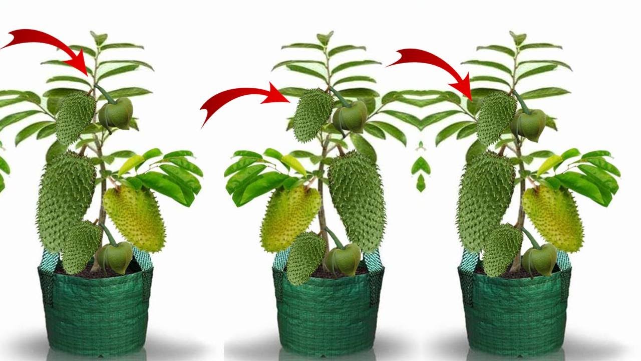 How to cuttings soursop stems with natural root stimulants to grow 100% ...