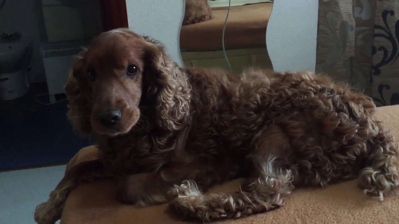 CRYING AND BARKING DOG 🐕 - YouTube