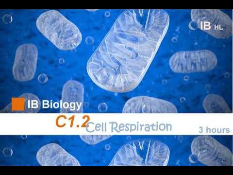 IB Bio C1.2 Cell Respiration HL Note #ib #ibbiology #biology # ...
