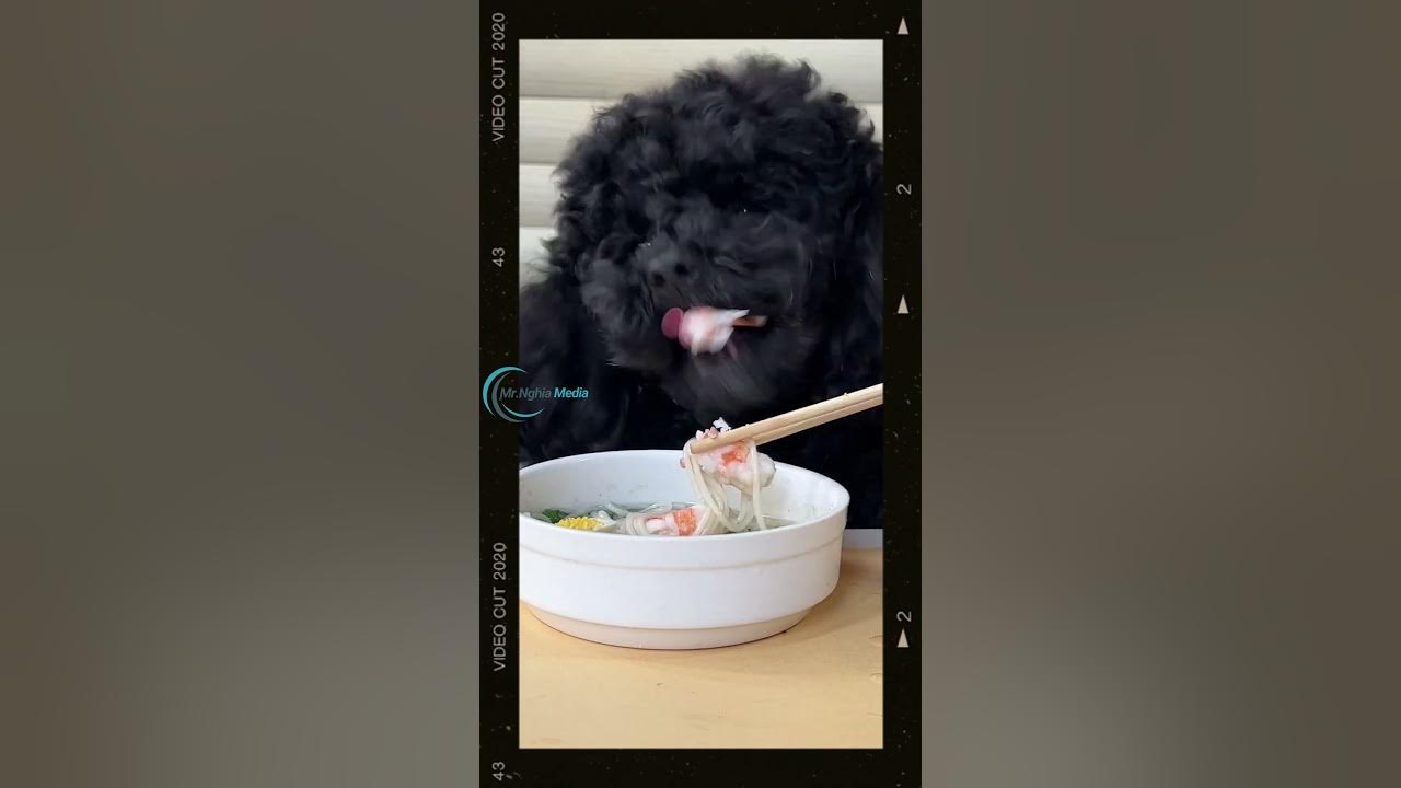 Daily Poodle Nutrition | Episode 13 – Nutritious Vegetable Noodles for ...