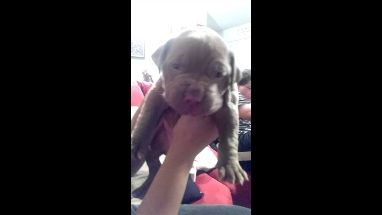 Bottle feeding pit bull puppy - YouTube