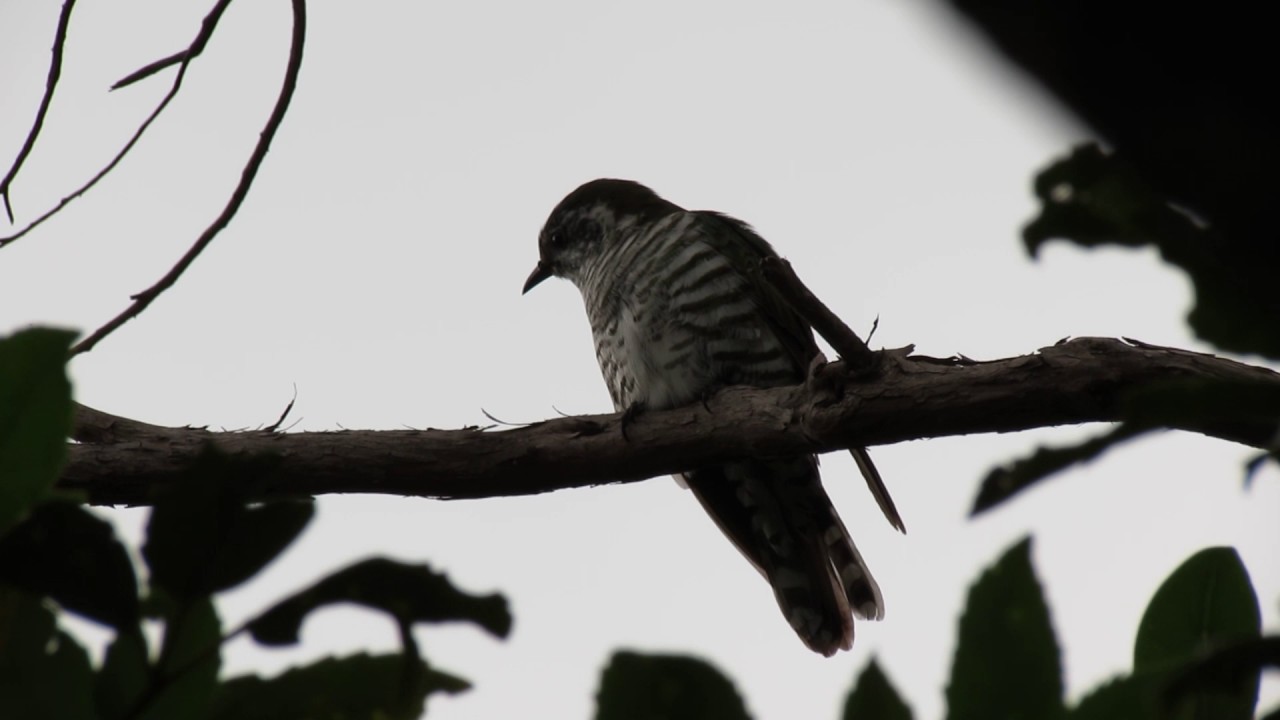 Shining cuckoo- pīpīwharauroa in Centennial Park - YouTube