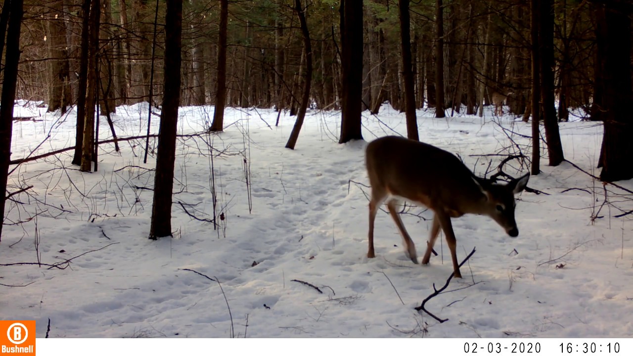 White-tailed Deer Parade - February 3, 2020 - YouTube