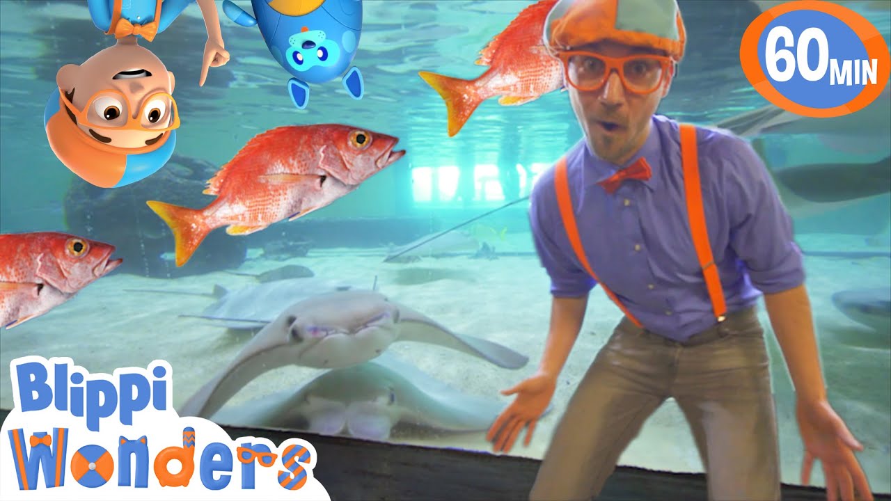 Blippi Visits an Aquarium! | Blippi & Blippi Wonders Educational Videos ...