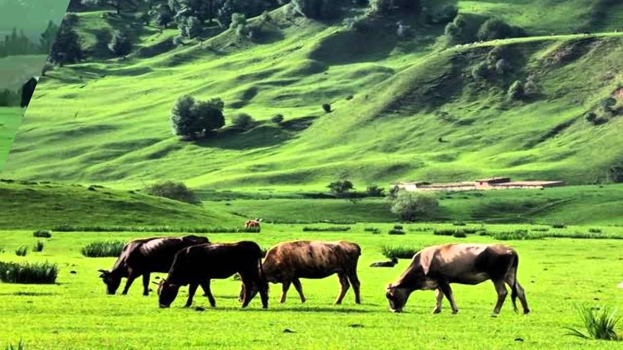 Bayanbulak Grassland - China (HD1080p) - YouTube