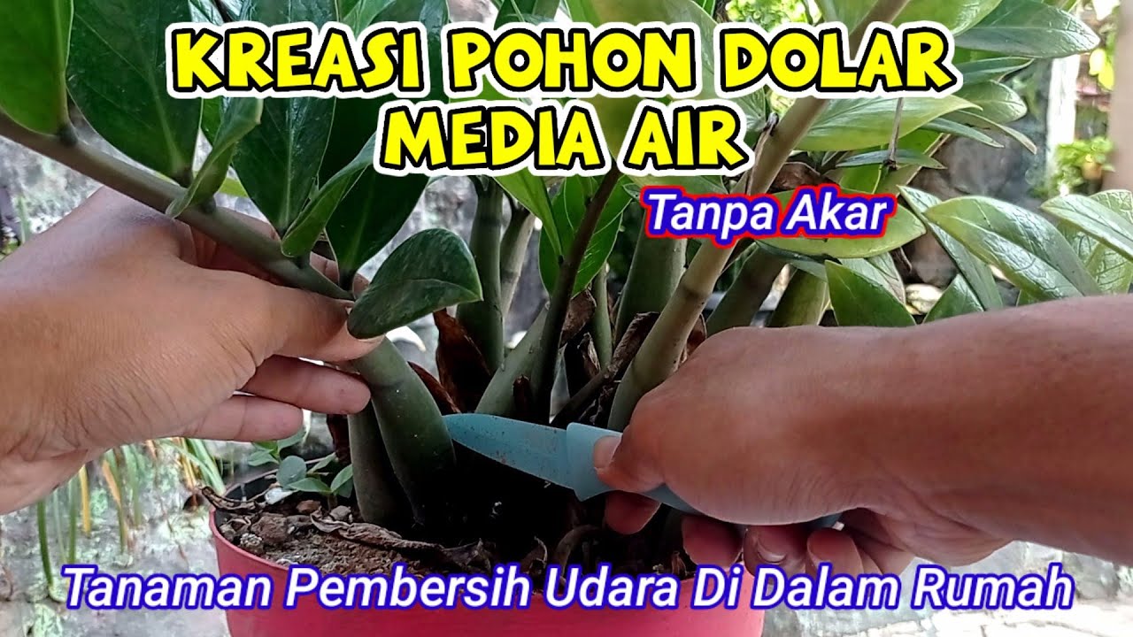 Cara Menanam Pohon Dolar Tanpa Akar Dengan Media Air - YouTube