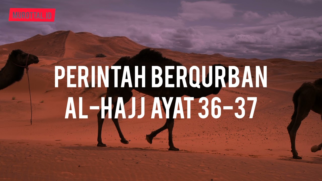 PERINTAH UNTUK BERQURBAN DALAM ALQURAN SURAT AL HAJJ AYAT 36-37 - YouTube