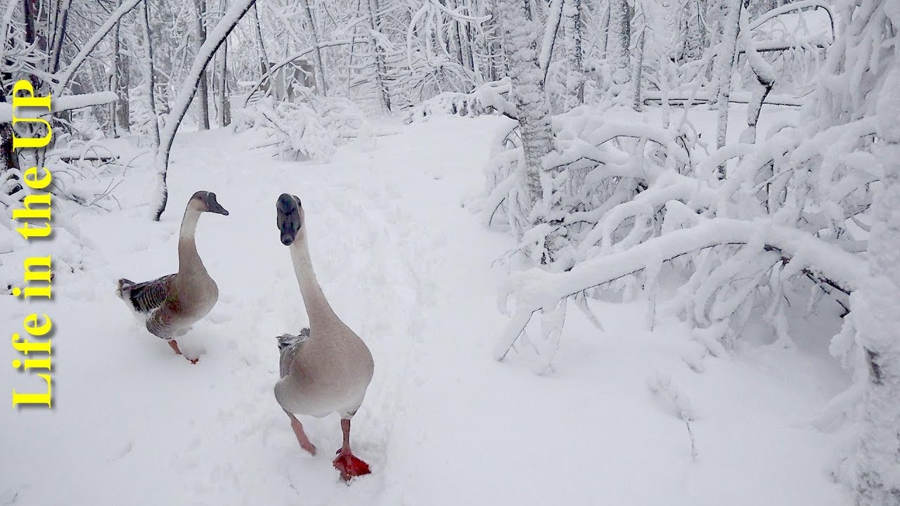 Big Snow November 2019 | Yooper Life - YouTube
