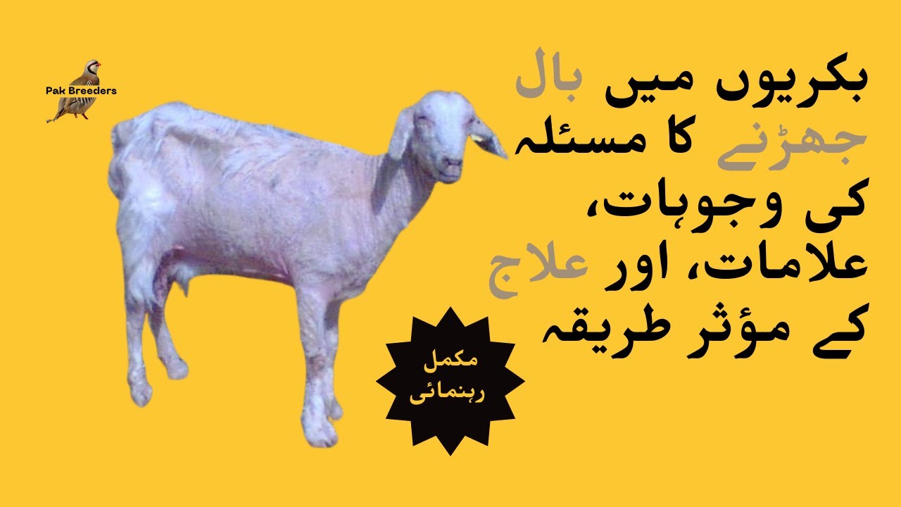 Alopecia in goats treatment | Treatment for goat hair loss | Pak ...
