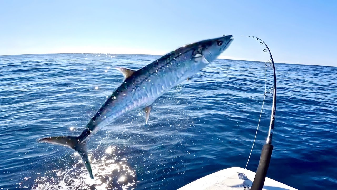 Top Water Dogtooth tuna, Wahoo, Mackerel Insane 48hrs - YouTube