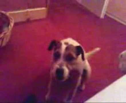 Crazy dog talking ( parson jack russell ) - YouTube