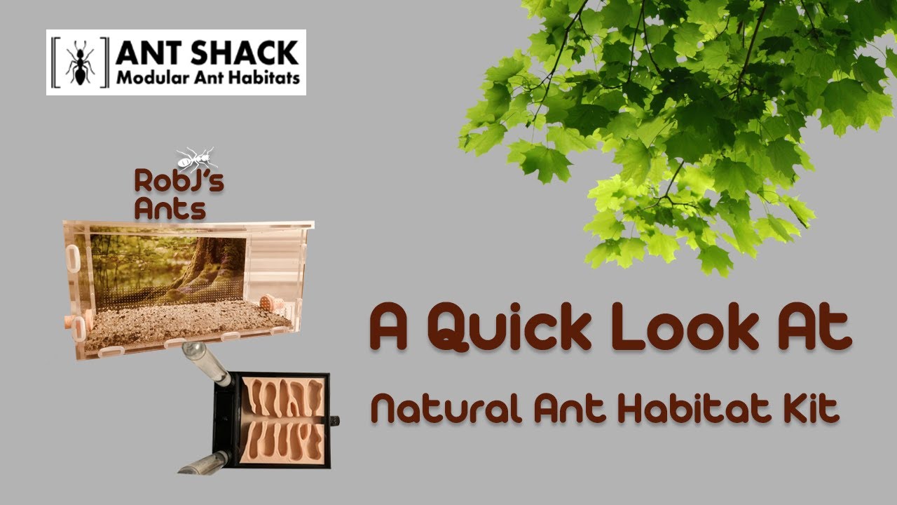 ANT SHACK - Formicarium & Ant Farm Shop | Natural Ant Habitat Kit - YouTube