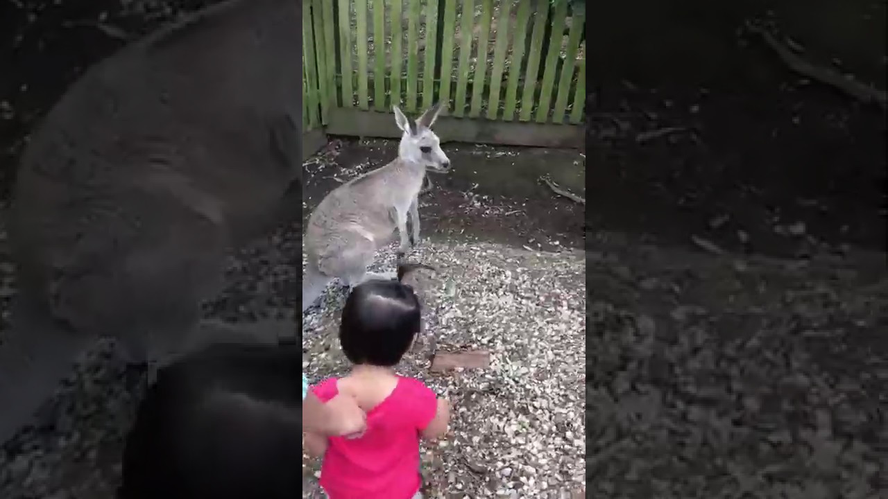 Kangaroo tour - YouTube