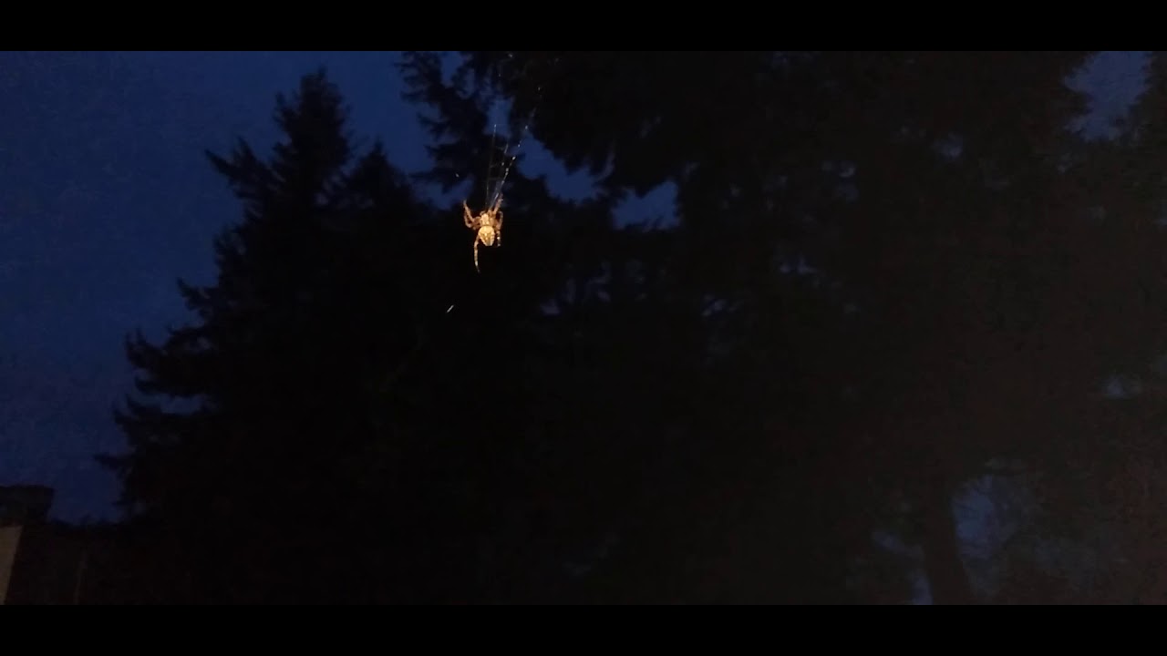 Simply amazing what can be done with 8 appendages. - YouTube