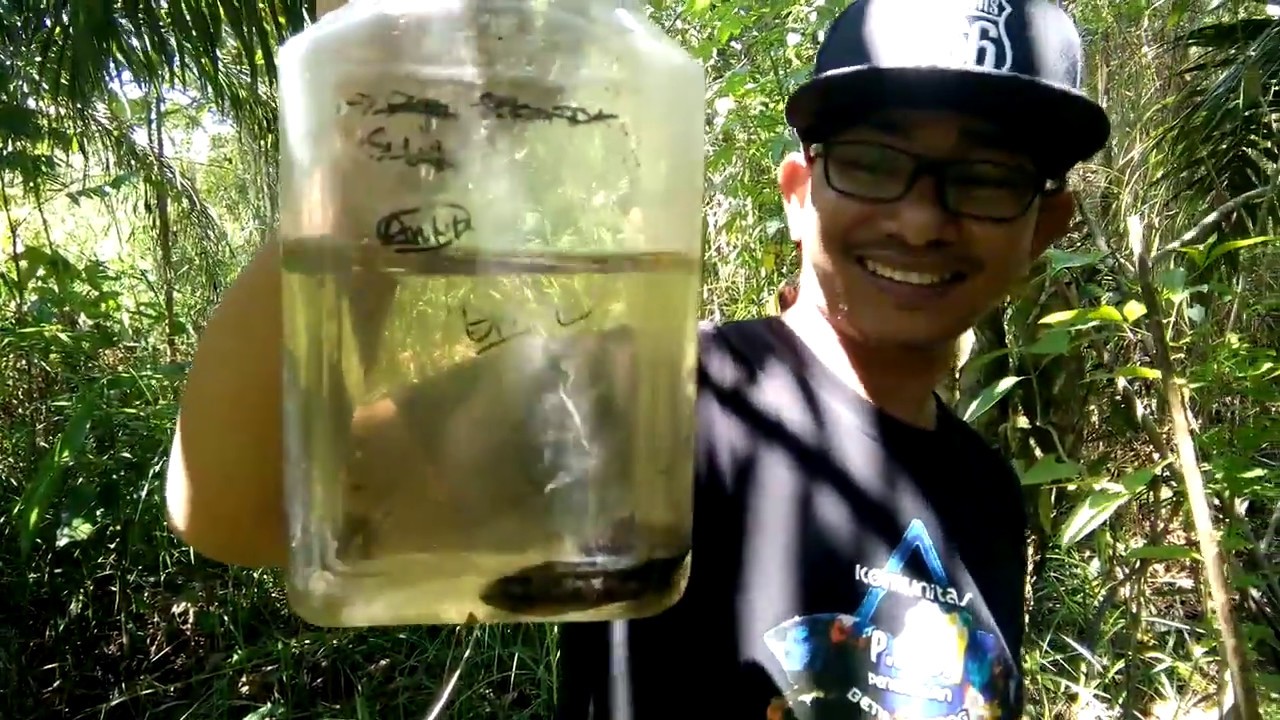 Hunting Betta Balunga , Kalimantan Utara - YouTube