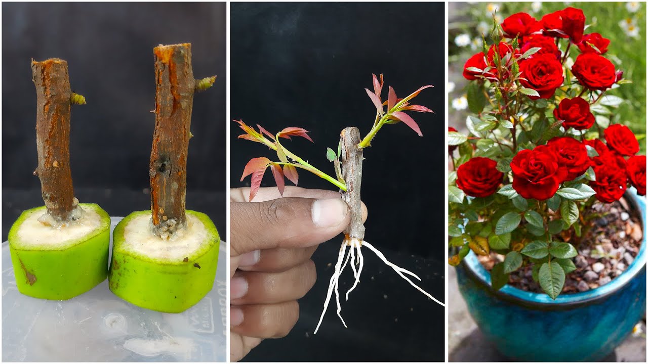 How to propagation rose tree from cutting in banana || How to grow rose ...