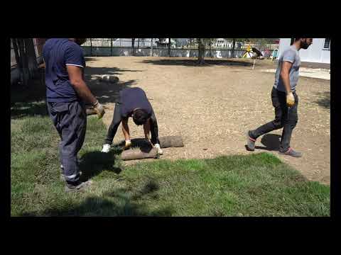 Nese Alten Kindergarten Renewal - 2020