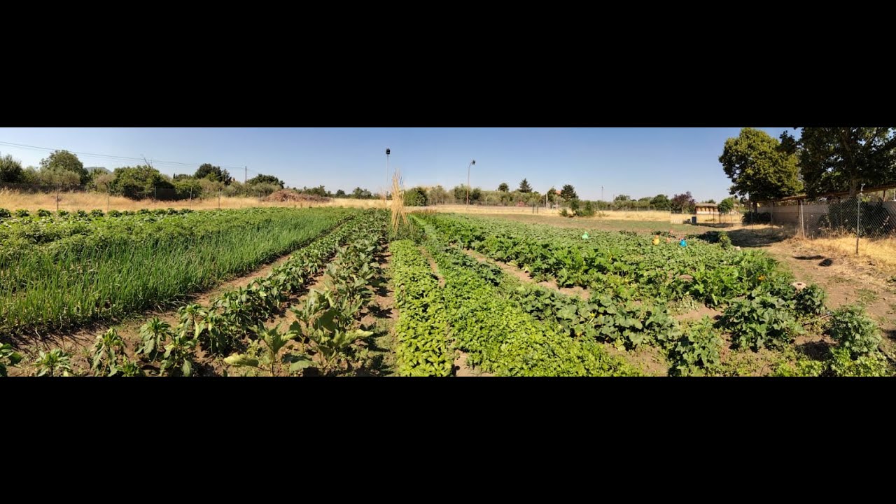 SPOSTIAMO LE RAMAGLIE - YouTube