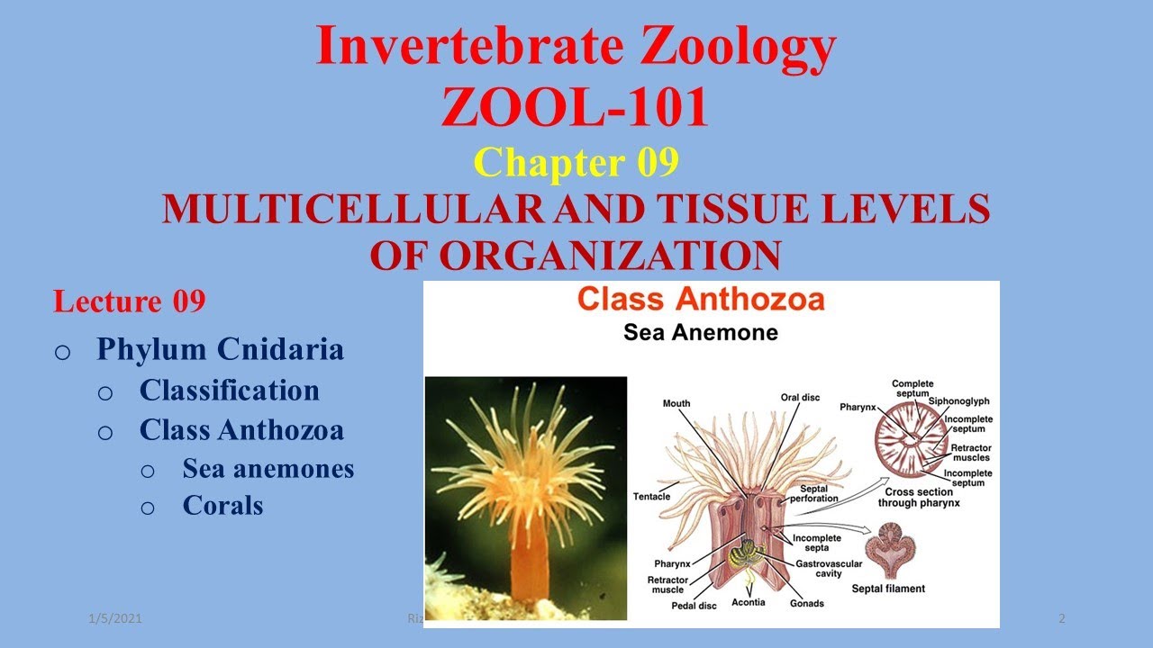 Class Anthozoa (Phylum Cnidaria) #Sea anemones #Corals # Coral Reefs ...