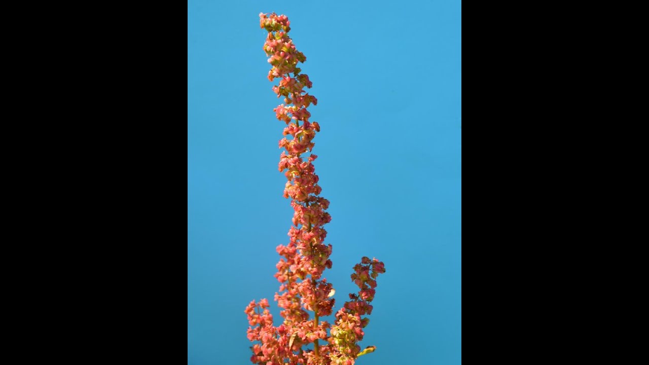 ROMAZA (Rumex crispus) PLANTAS MEDICINALES - YouTube