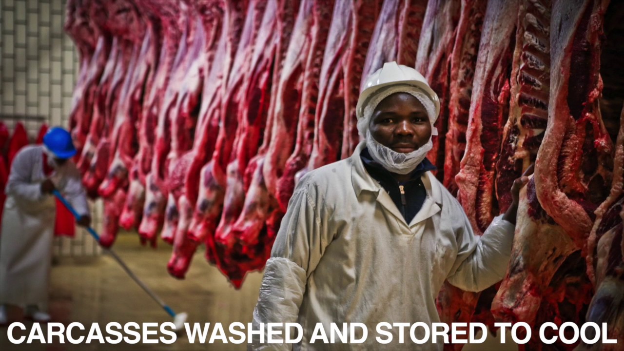 Morgan Beef Abattoir HD - YouTube