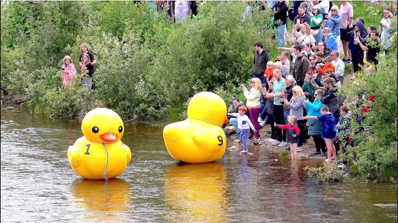 It's Quackers - the 2025 Ballater Duck Race along river Dee in ...
