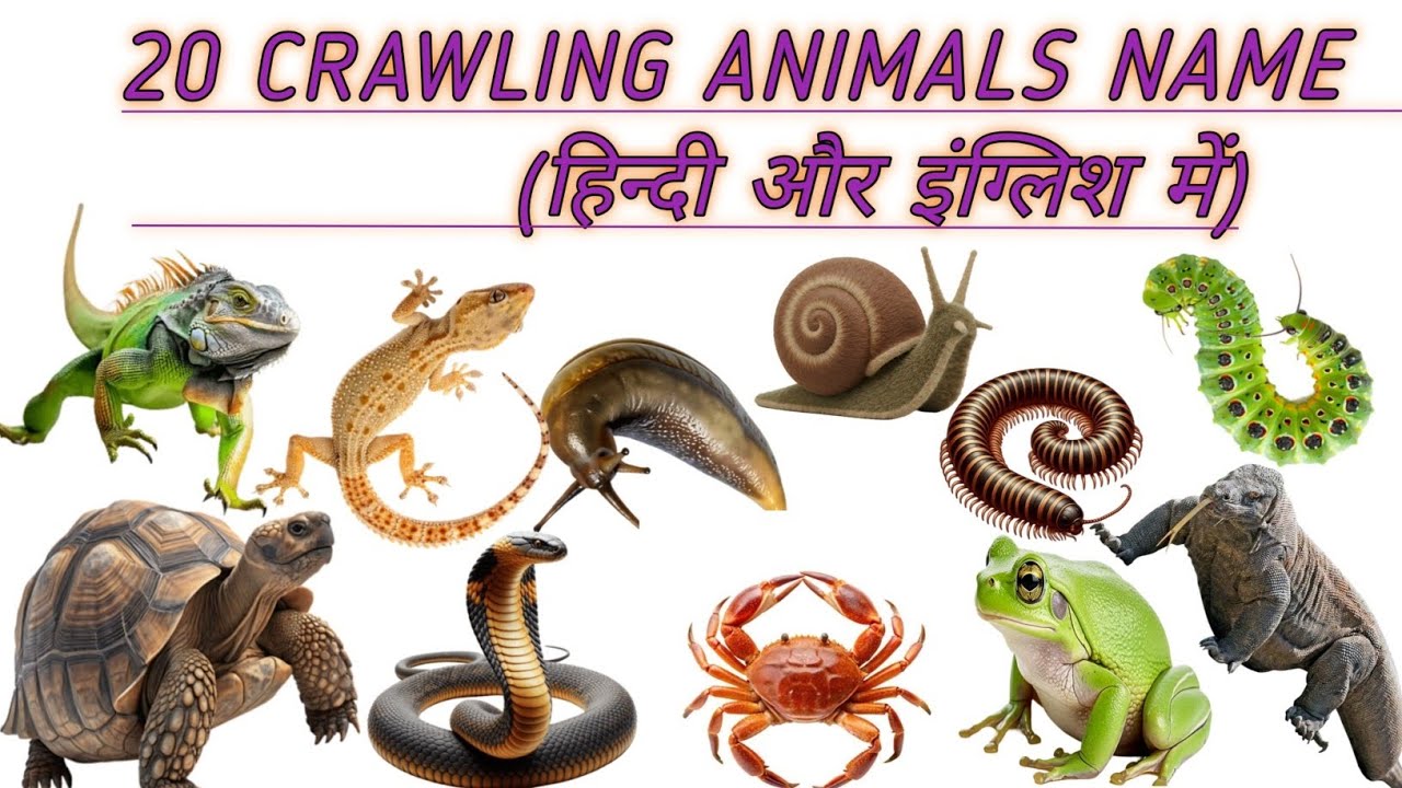 20 Crawling Animals Name with Facts and Pictures / Crawling Animals ...