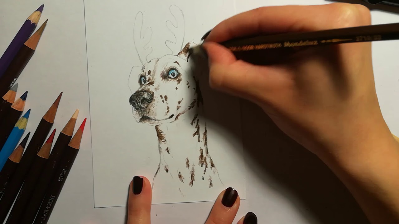 Как нарисовать портрет дога цветными карандашами? - YouTube