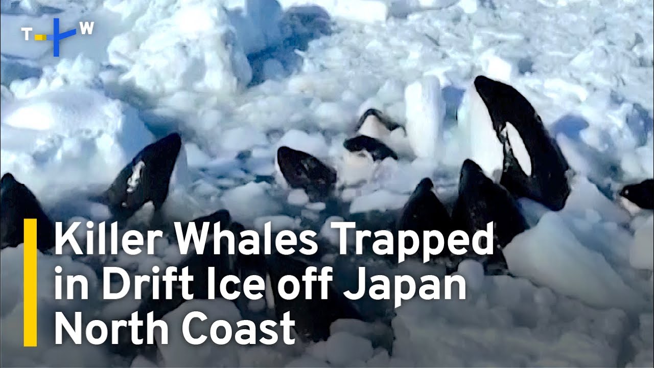 Killer Whales Trapped in Drift Ice off Japan North Coast | TaiwanPlus ...