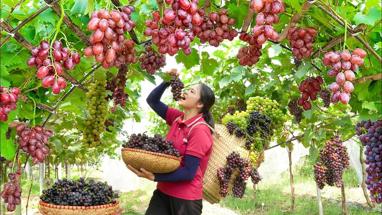 Harvesting American Ruby Grapes - The Most Expensive Grape Today Go to ...