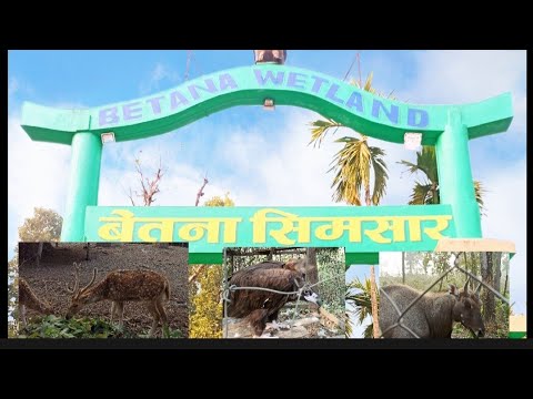 BETANA SIMSAR BELBARI MORANG NEPAL - YouTube