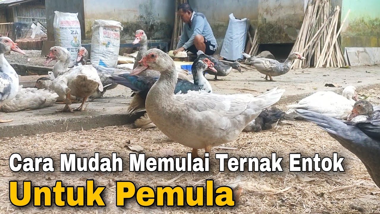 Cara Mudah Memulai Ternak Entok - YouTube
