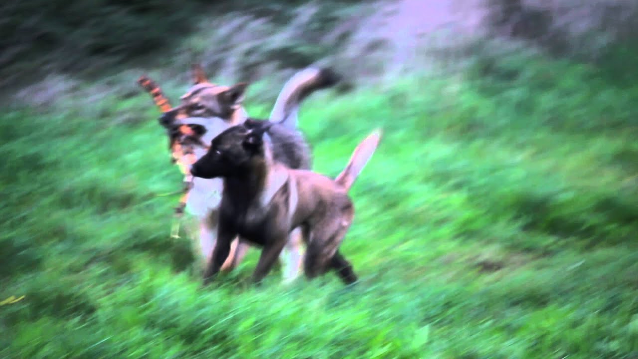 Nahual, Saarloos Wolf-dog playing with a Malinois. - YouTube