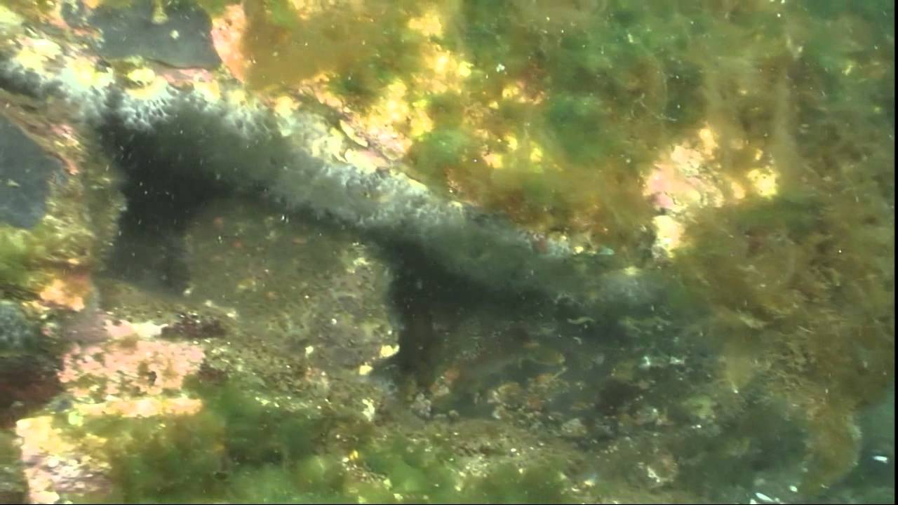 Imenco TigerShark Digital Stills Underwater Camera- AL COHEN - YouTube
