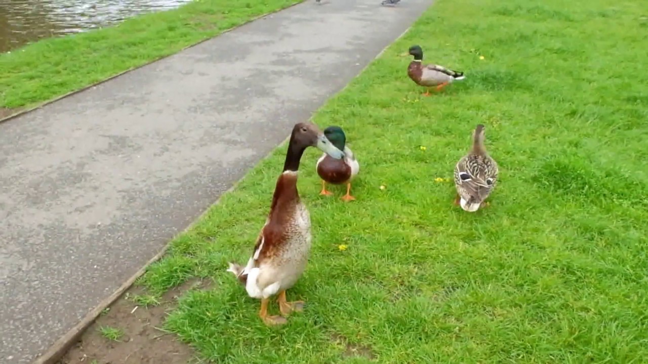 Cornwall / Bude / A Funny Runner duck - YouTube