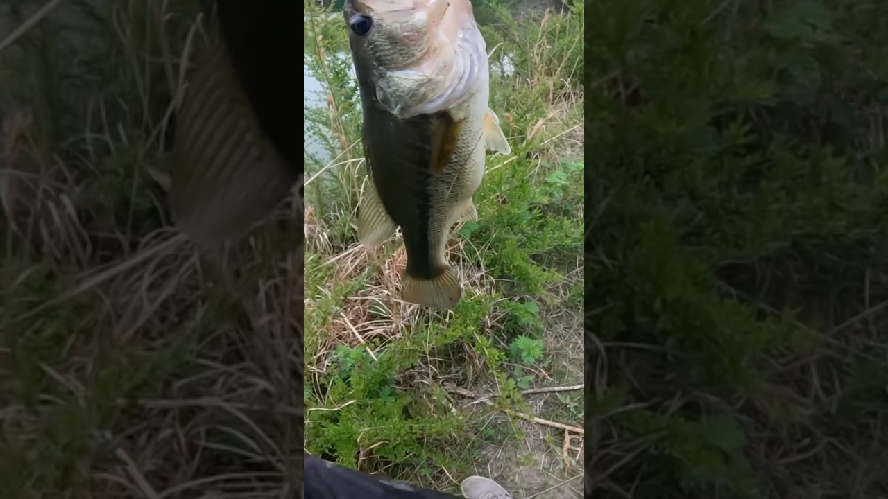 Caught a NICE one with a one handed hookset pond fishing summer # ...