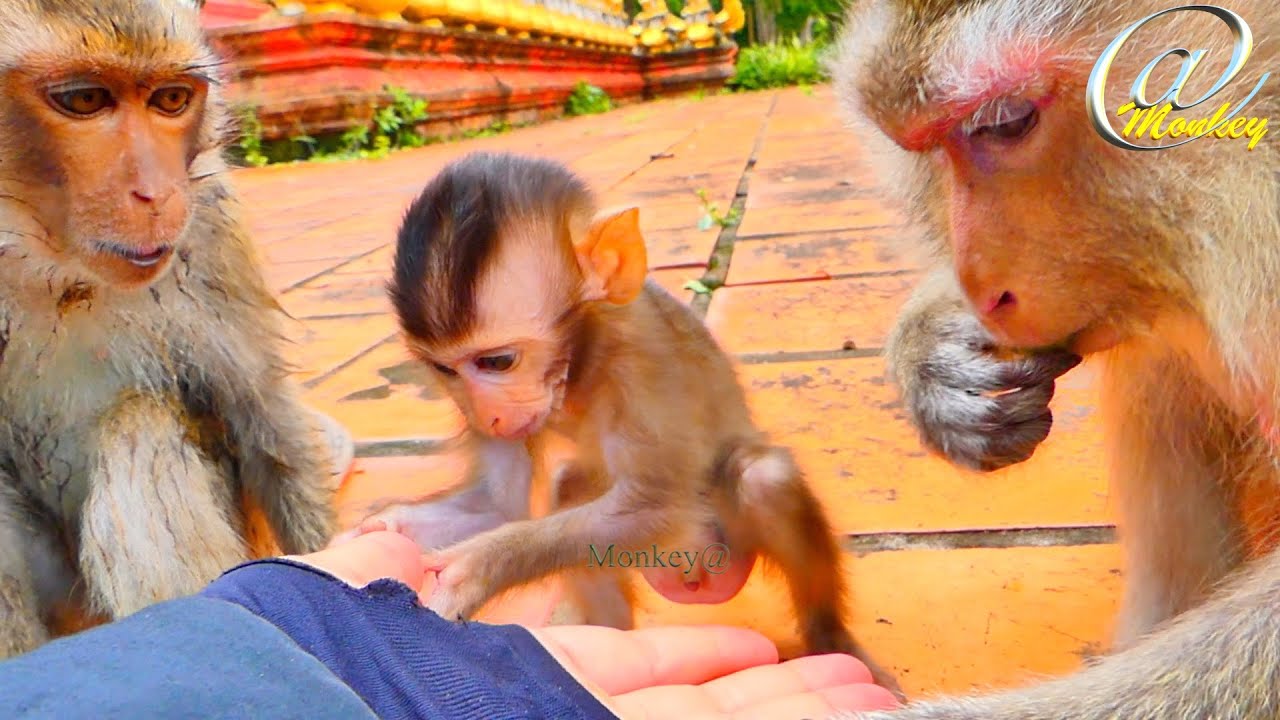 Adorable..! baby Tevin was very brave to touch the human's hand. - YouTube